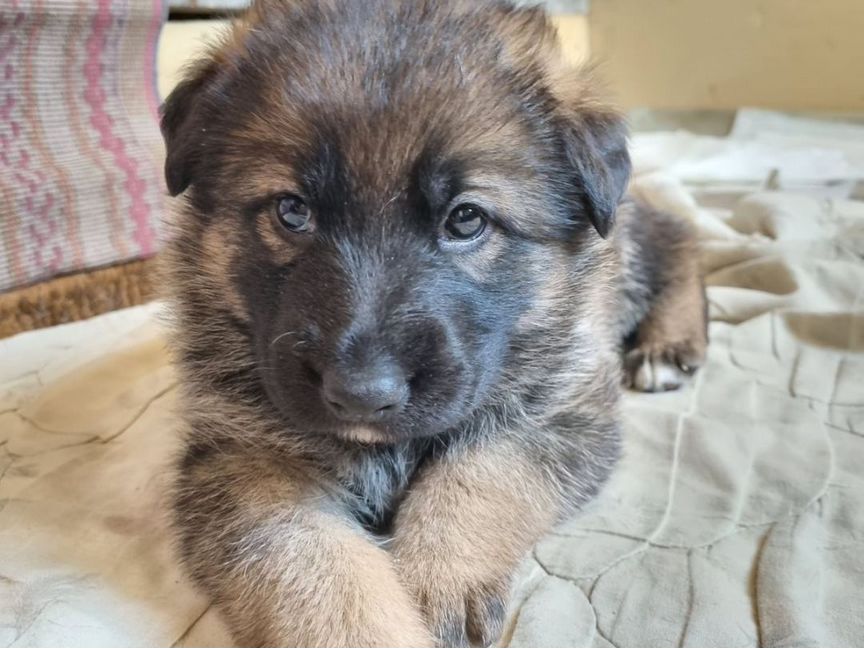Немецкая овчарка продажа щенков