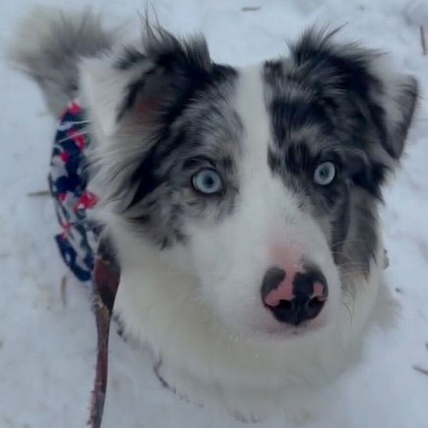 Австралийская овчарка, взрослая собака