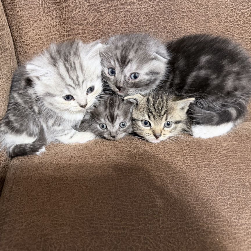 Шотландский вислоухий короткошёрстный котёнок
