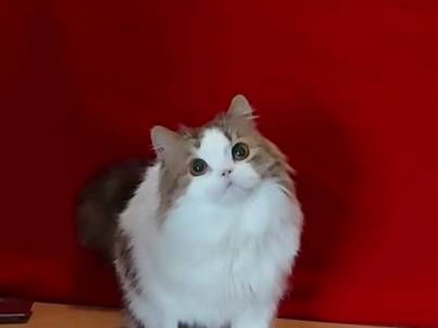 Молодой котик Доминик в добрые руки