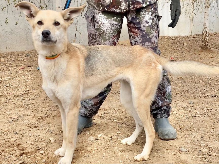 Не дайте погибнуть собаке в приюте