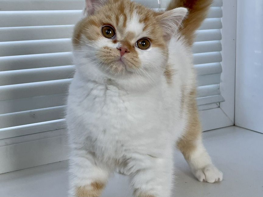 Британский котик