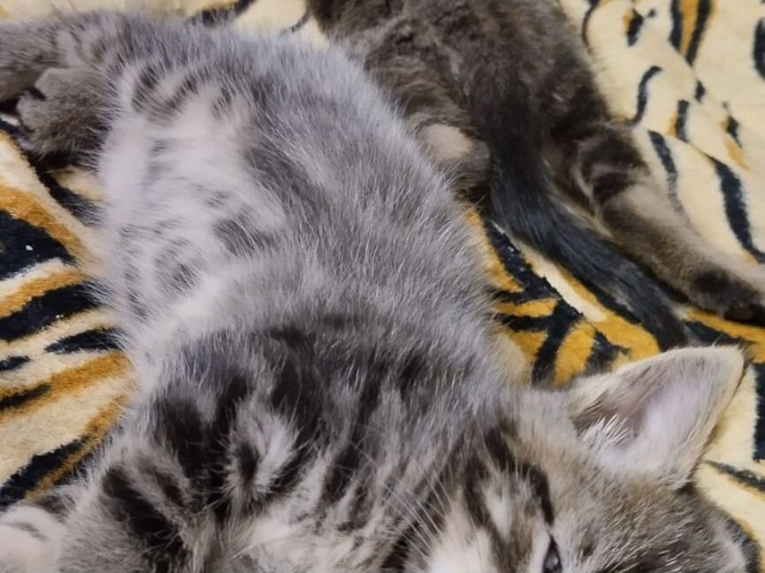 Котята мейн-кун