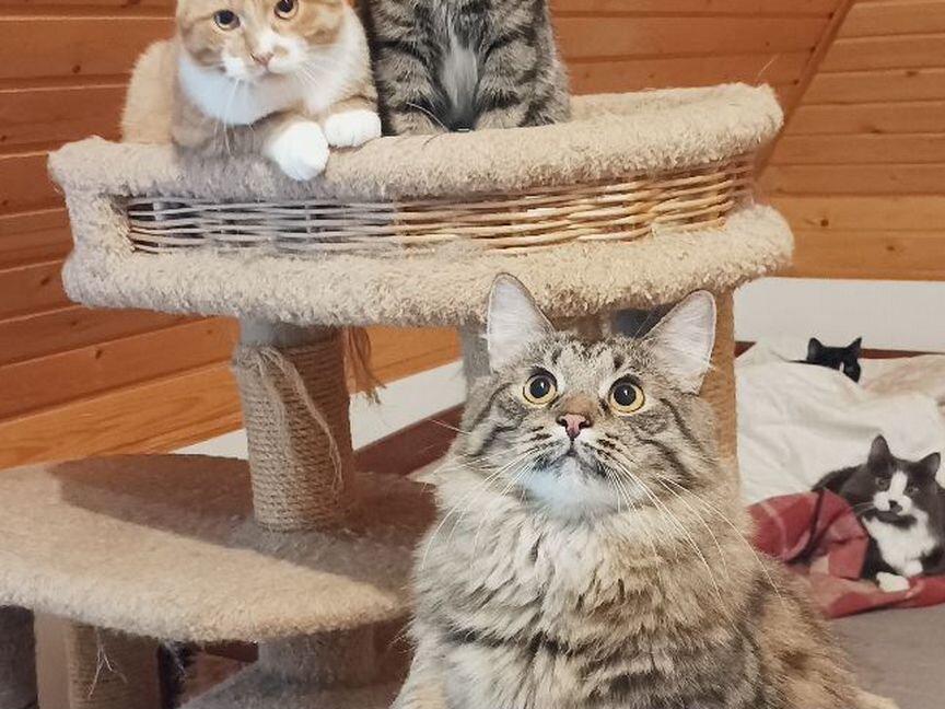 Кот Себа в частный дом