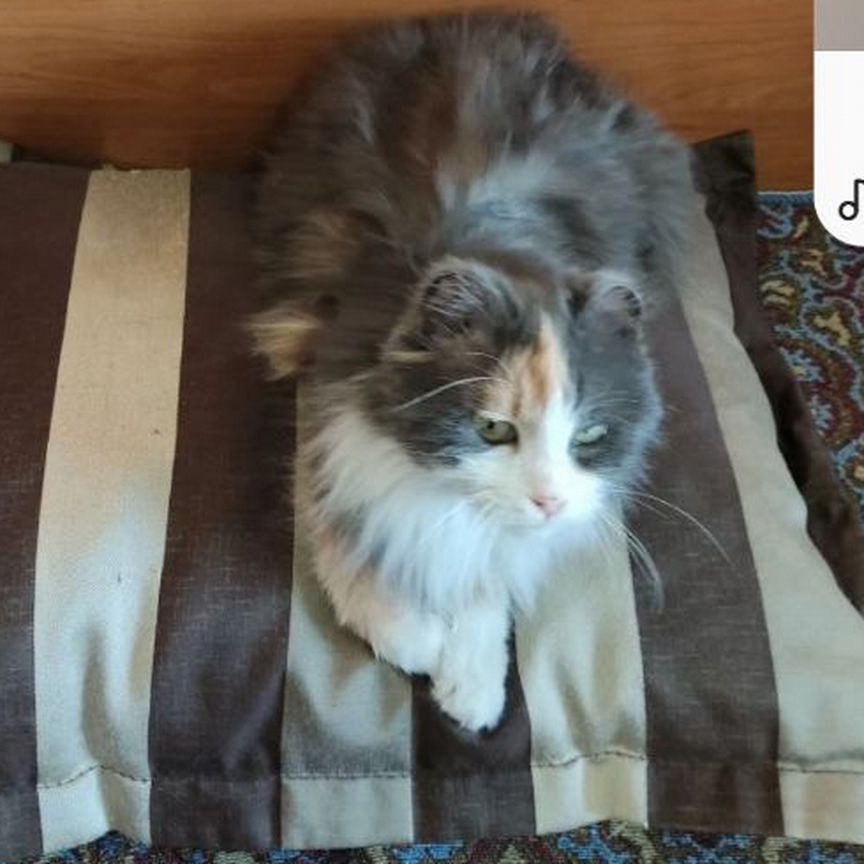 Сибирская, взрослая кошка