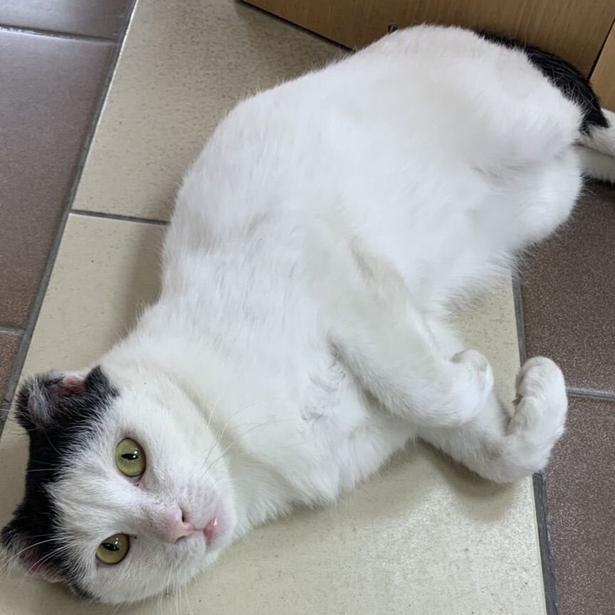 Шотландский вислоухий длинношёрстный, взрослый кот