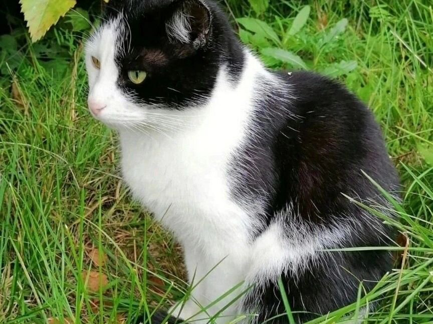 Кошки