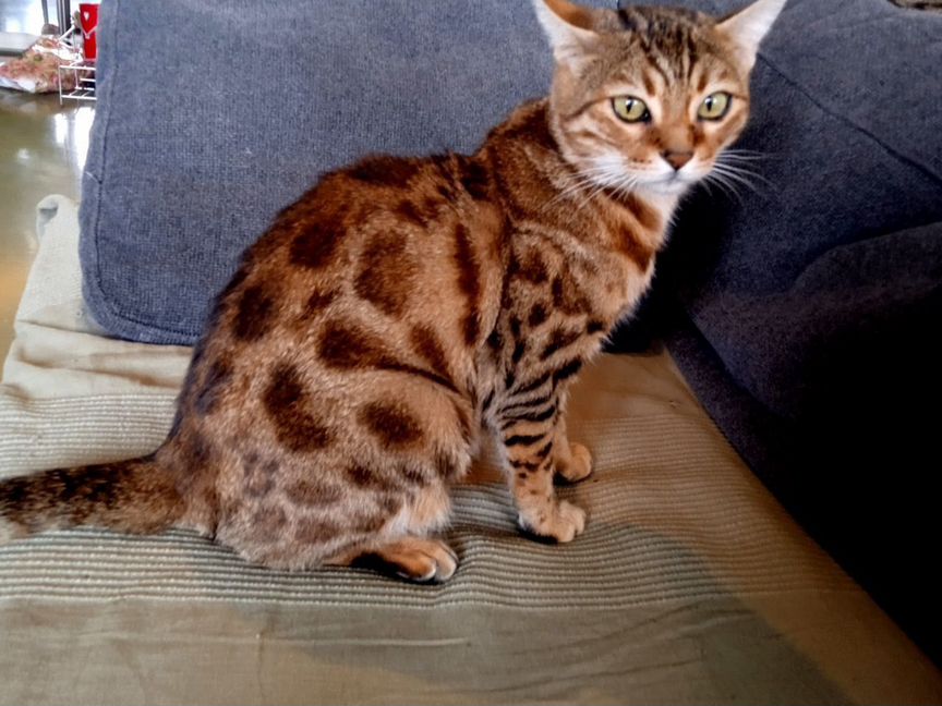 Бенгальская кошка в добрые руки