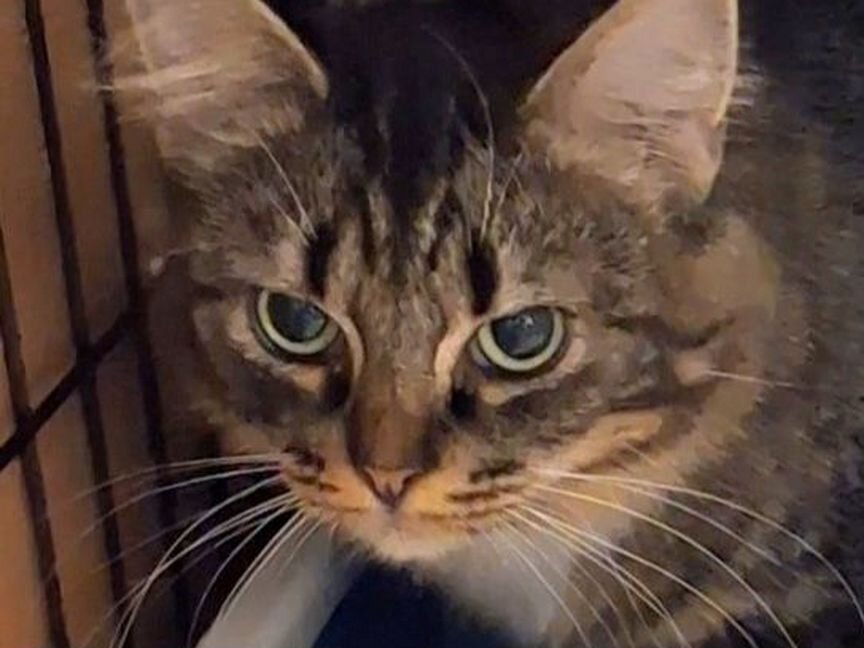 Не надеется