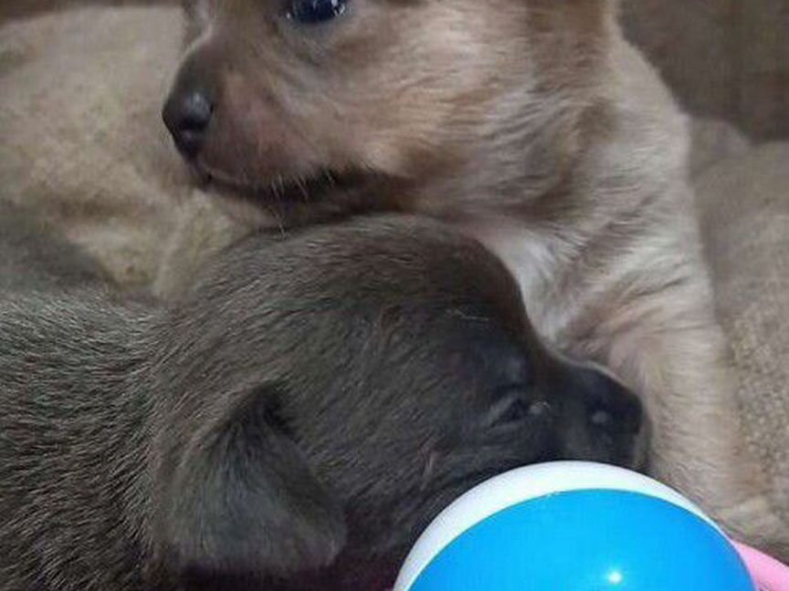 Щенки чихуахуа миники