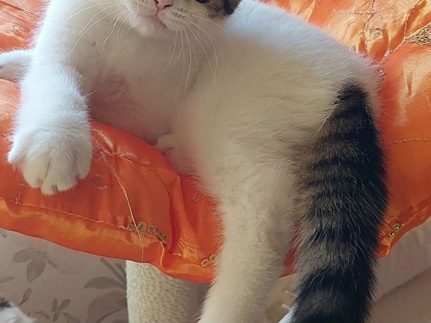Котик Scottish fold