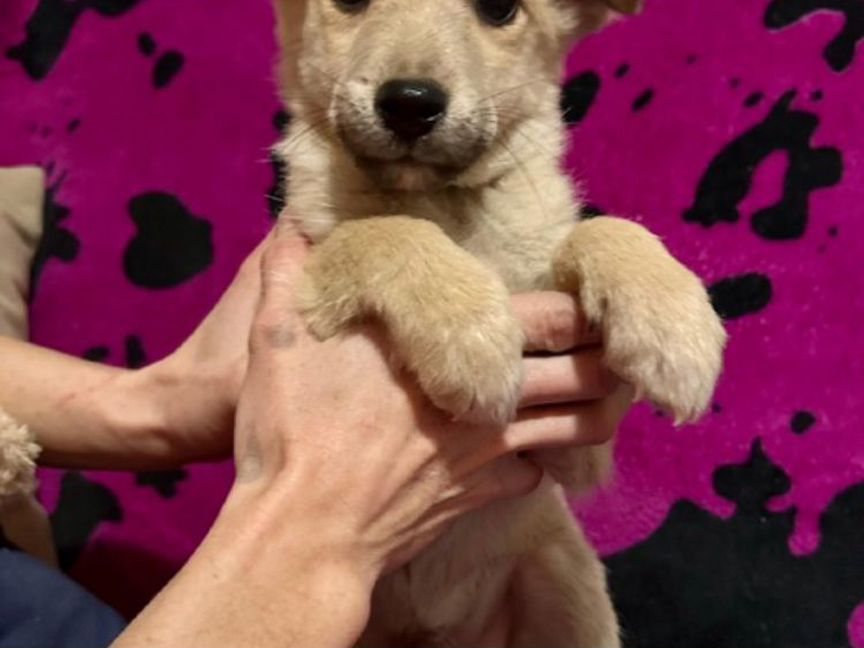 Ищет дом щенок не крупной собачки Бакси