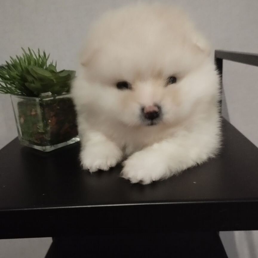 Померанский шпиц медвежьего типа