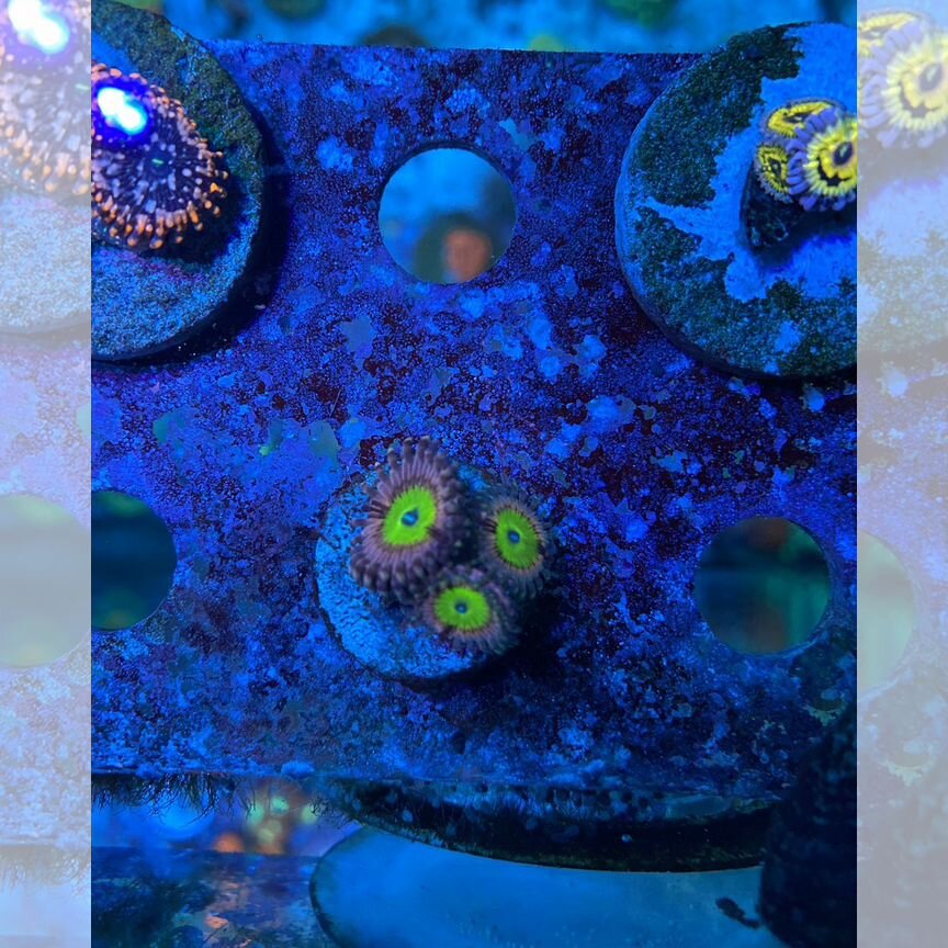 Морские кораллы, зоантусы, эуфиллии