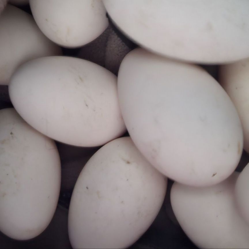 Гусиные яйца