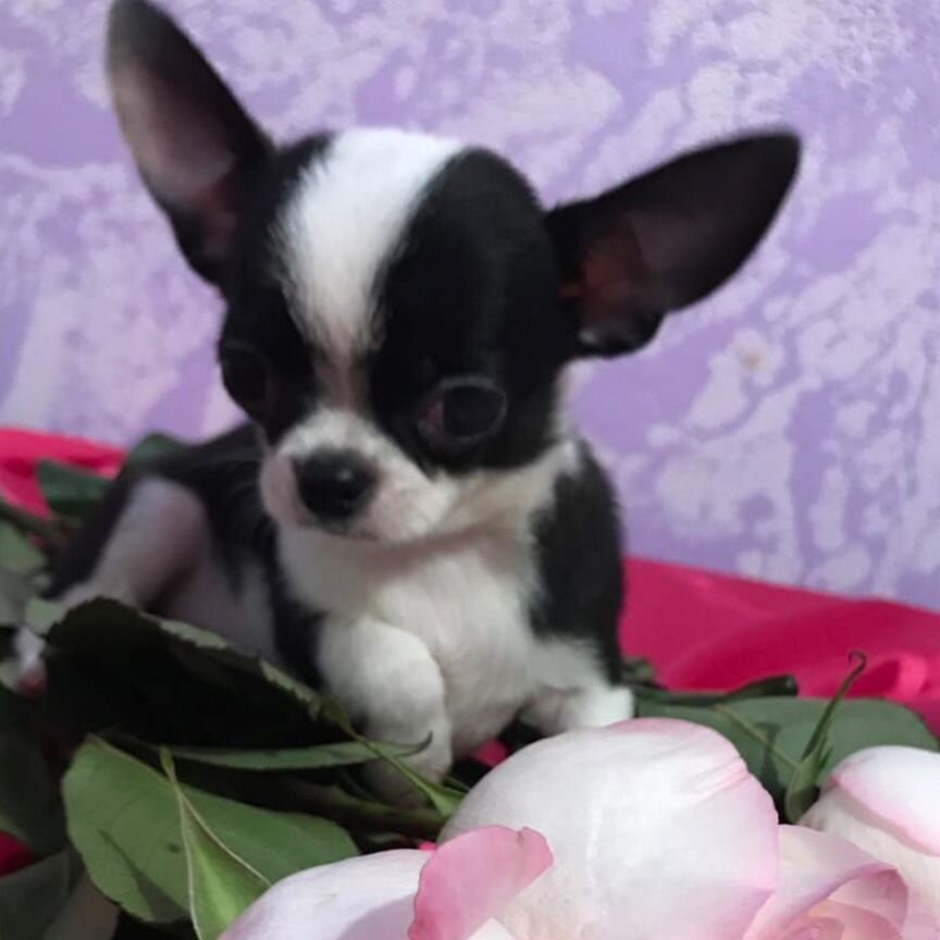 Супер мини Чихуахуа с метрикой