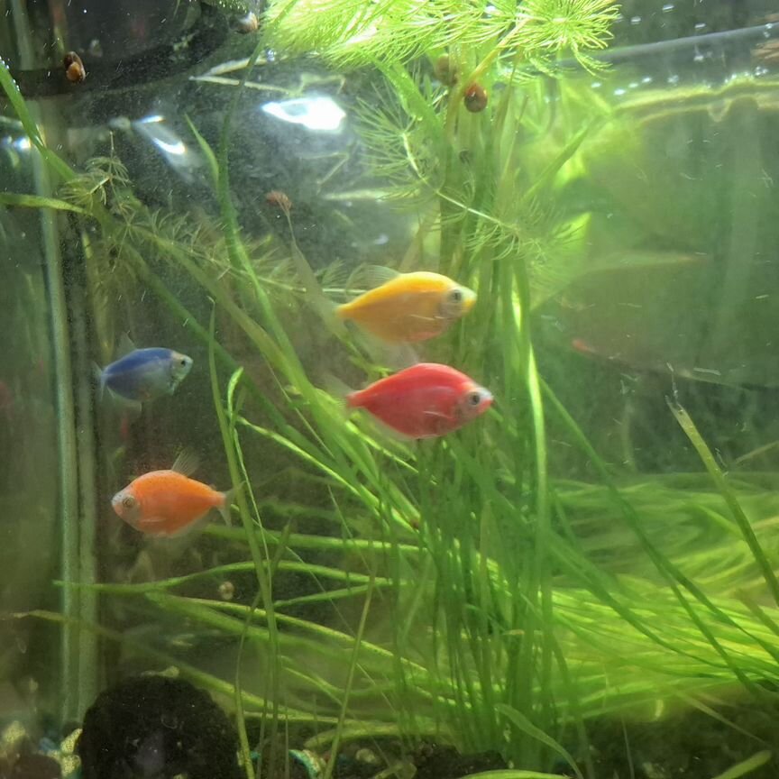 Рыбки тернеция