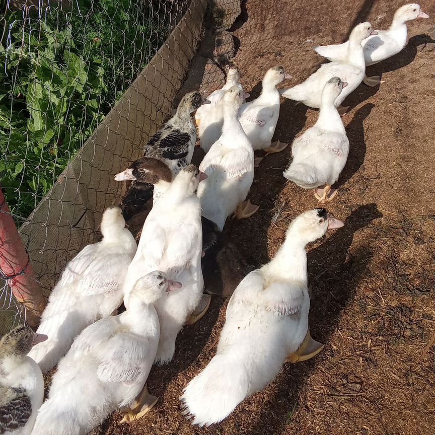 Утки курицы