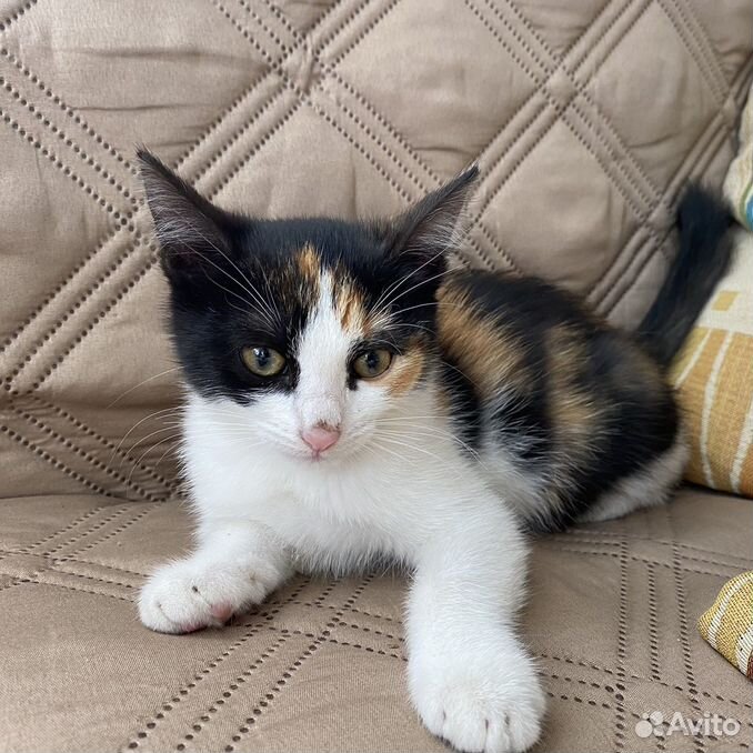 Отлам котенка