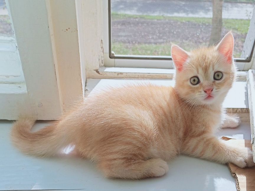 Ясное солнышко