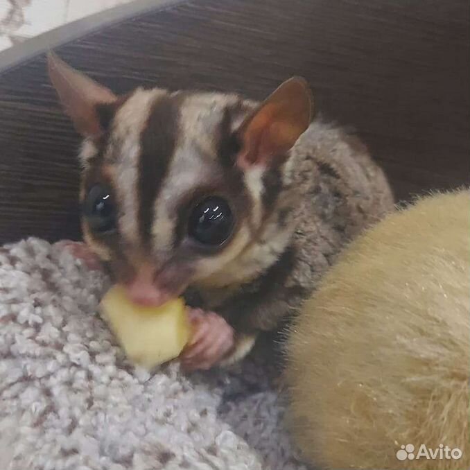 Белка летяга