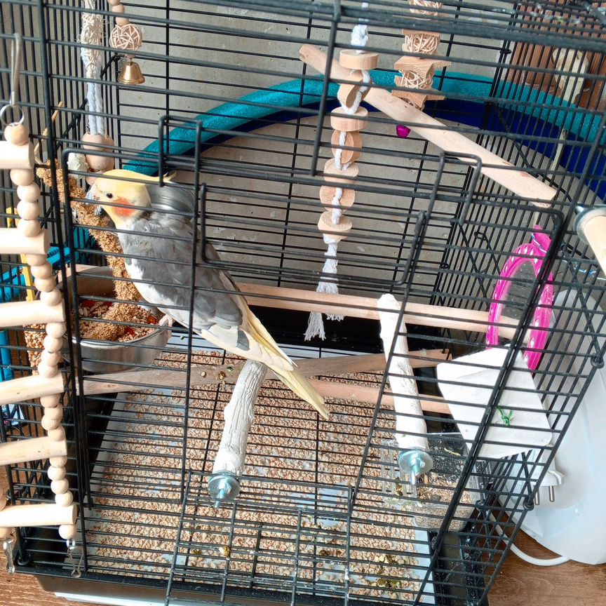 Попугай корелла с клеткой