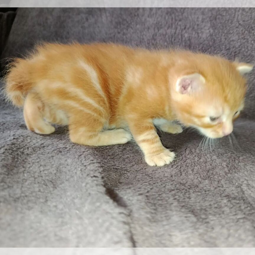 Курильский бобтейл короткошёрстный котёнок
