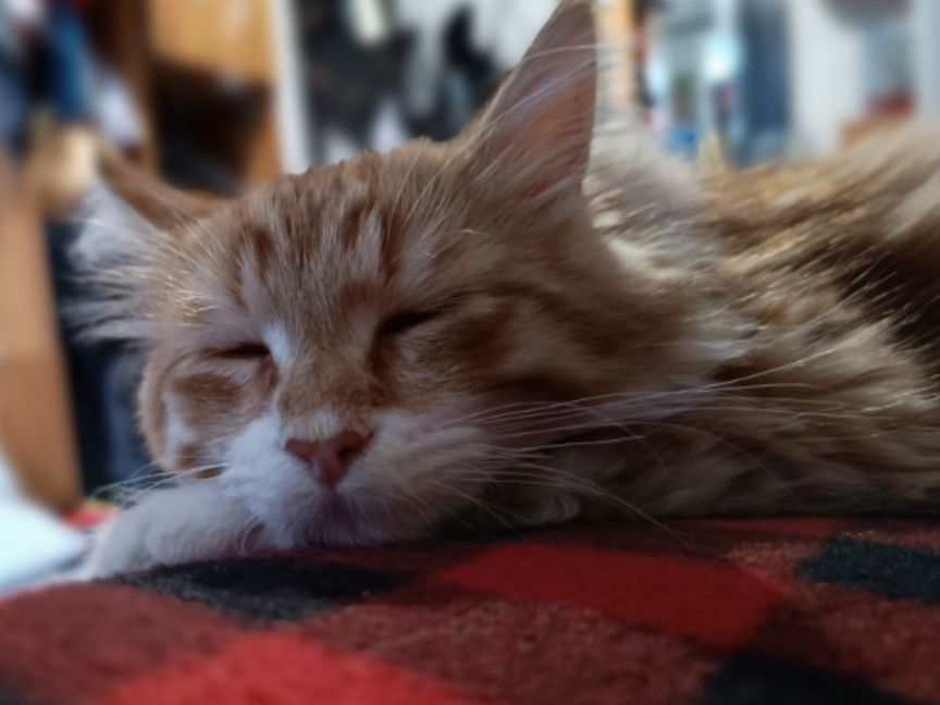 Мейн-кун в добрые руки