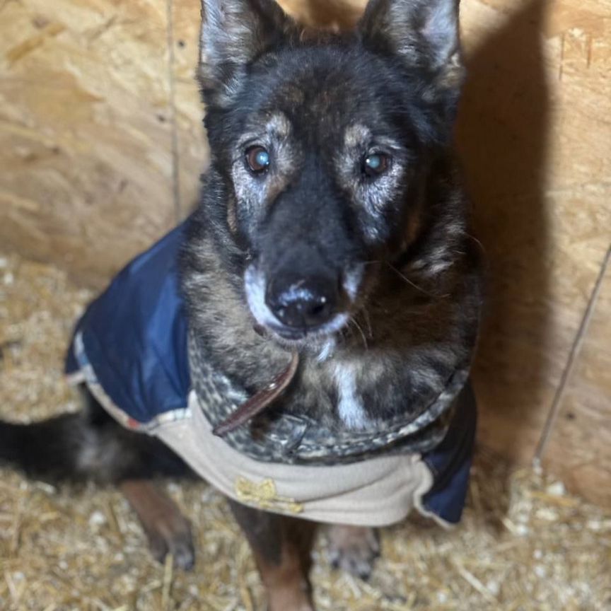 Собака в добрые руки