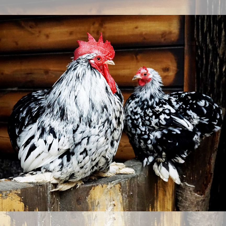 Декоративные карликовые куры