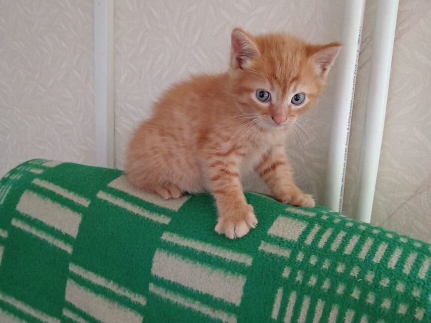 Рыжий проказник Фома