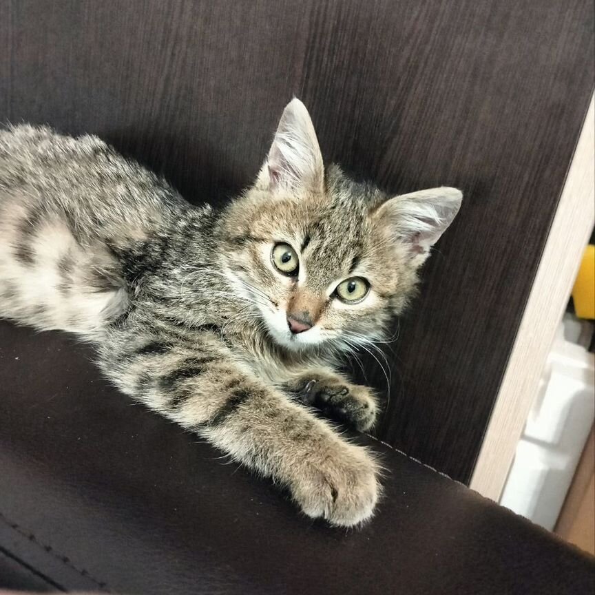 Котенок в добрые руки