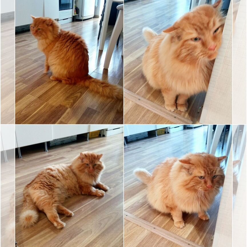 Взрослый кот в добрые руки