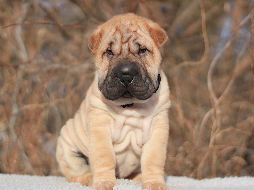 Шикарные шарпейчики