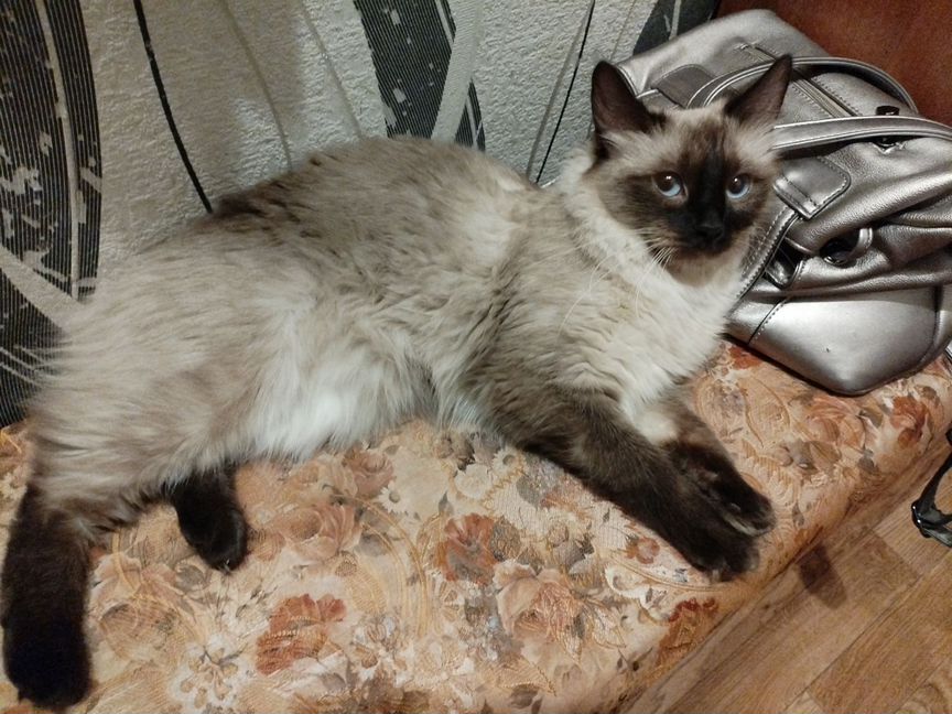 Вязка сиамской кошечки