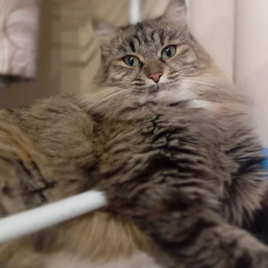 Взрослая, Девочка кошка в добрые руки