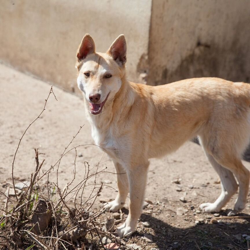 Рыжулька в дар