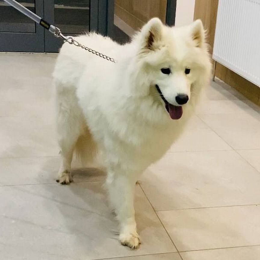 Самоедская собака, щенок