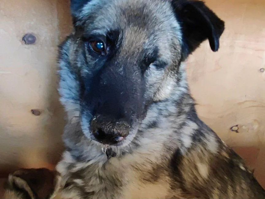 Собаке выкололи глаз. Она больше не верит людям