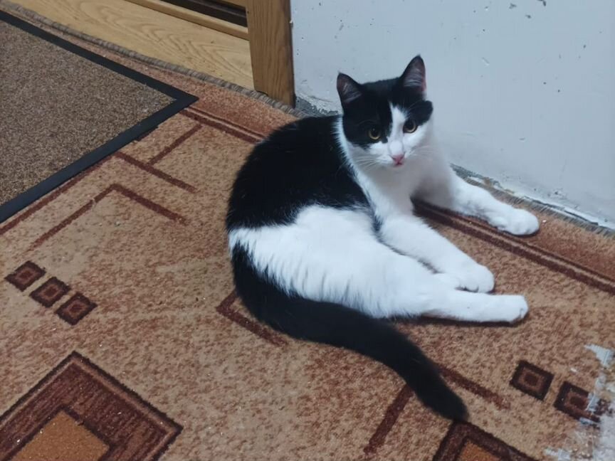 Кот в добрые руки