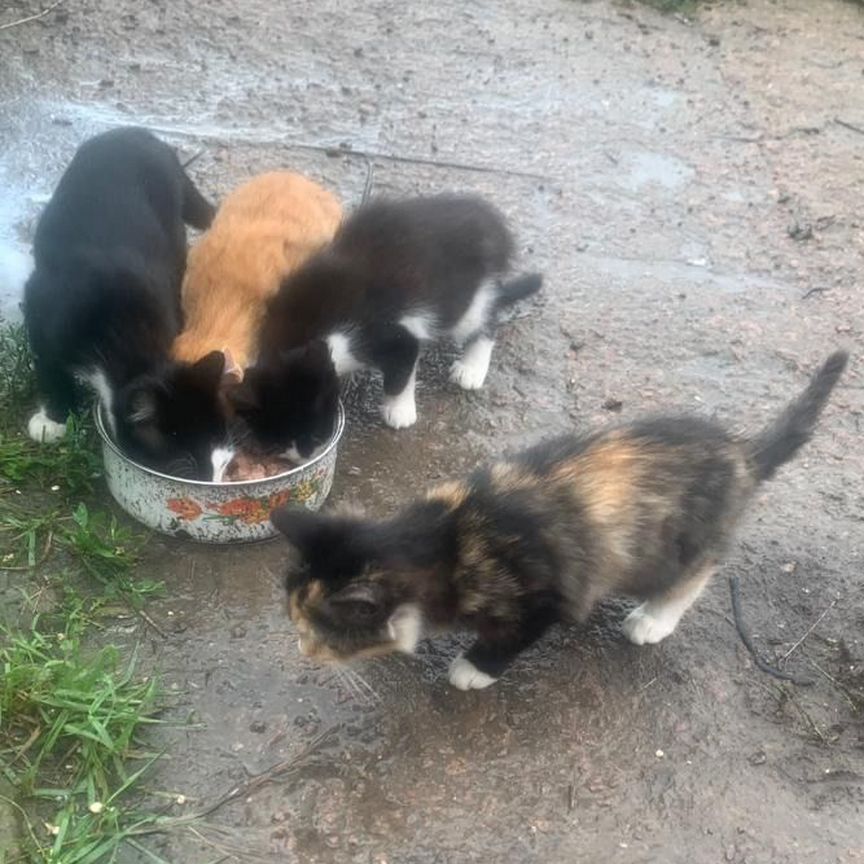 Котята в добрые руки бесплатно