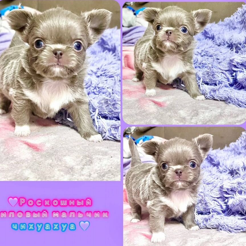 Мальчик чихуахуа дш лилак
