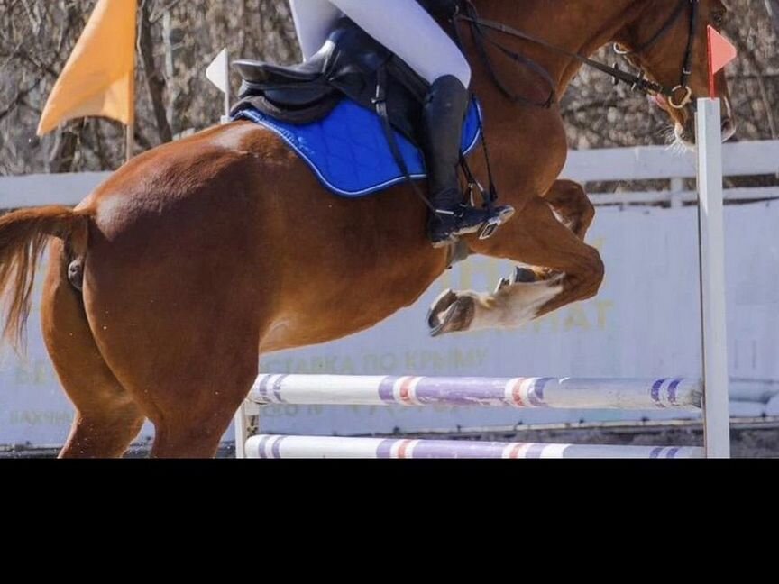 Вальтрап для лошади конкур
