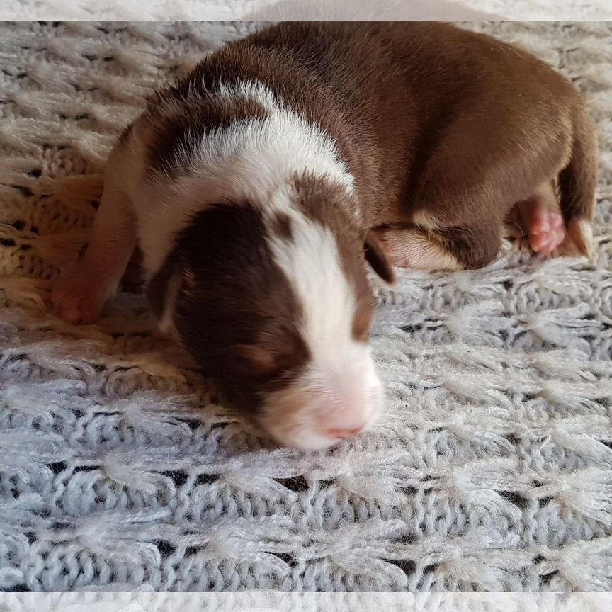 Бордер-колли, щенок