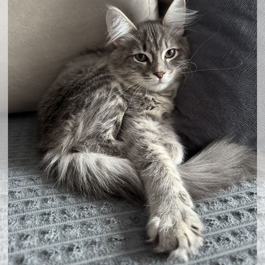 Мейн-кун котёнок