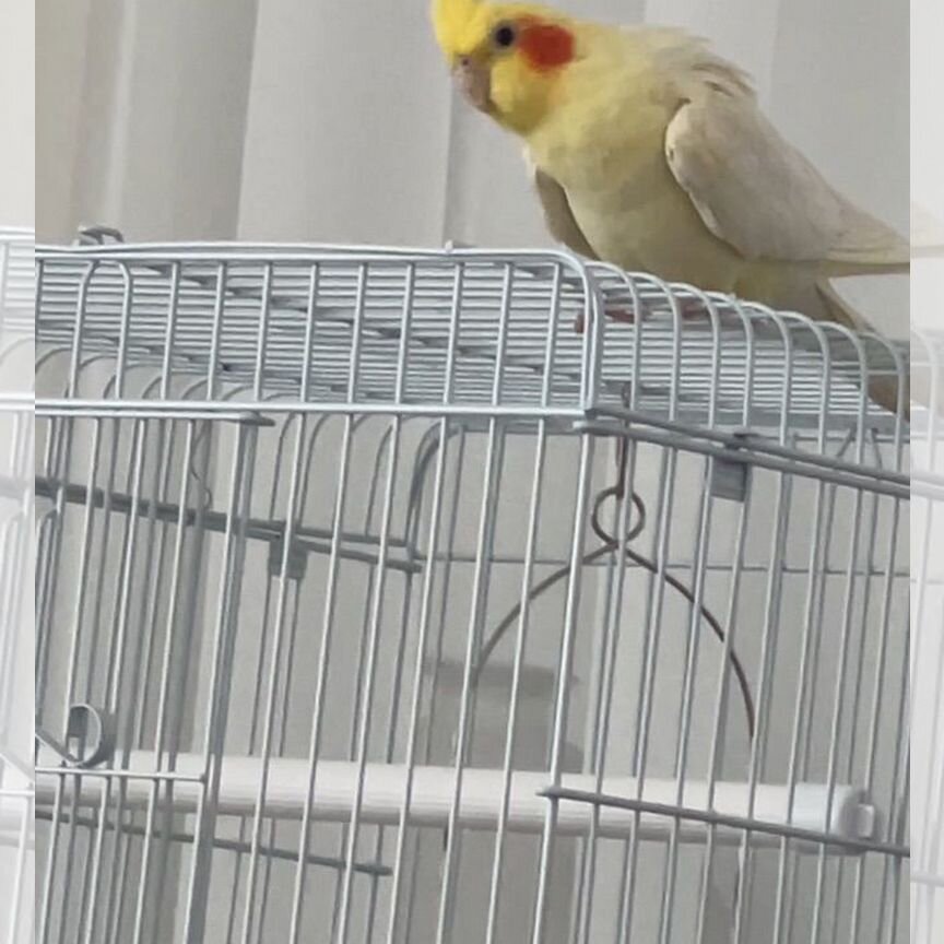 Попугай Карелла с клеткой