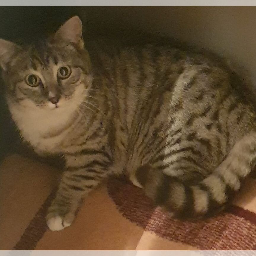 Взрослый кот в добрые руки