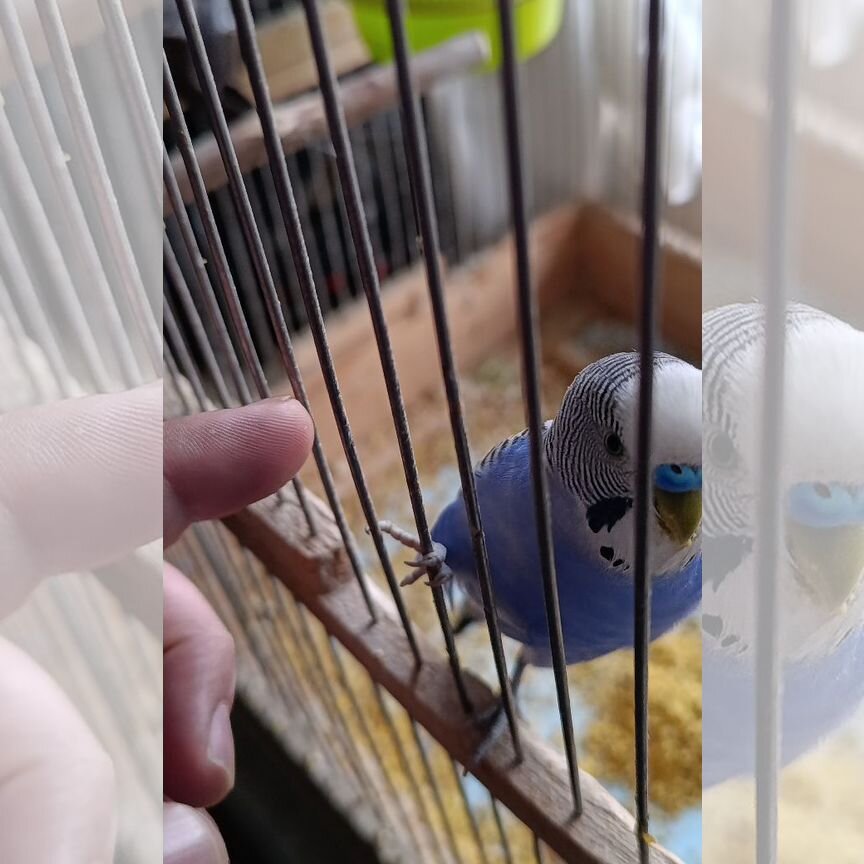 Волнистый попугай ручной