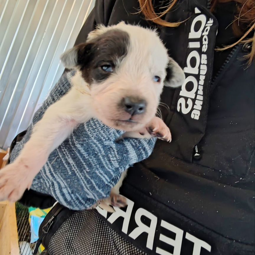 Щенки будут маленькие