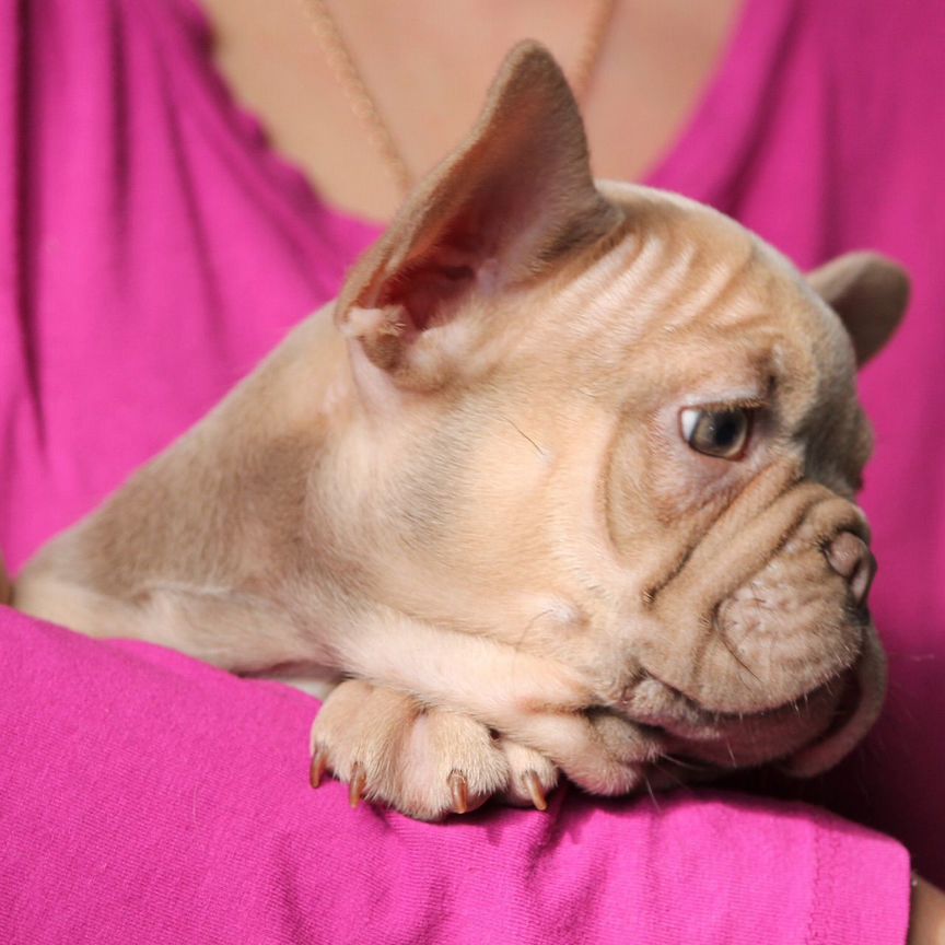 Изабелла нью шейд девочка